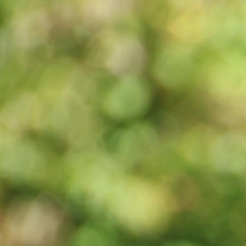 Maria Giulia Amadio Viceré • European University Institute